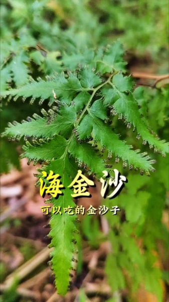 海金沙的功效与作用_海金沙能治结石吗-第2张图片-山城妙识