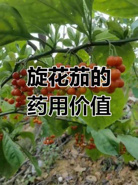 胡茄花是什么_胡茄花功效与作用-第3张图片-山城妙识 胡茄花是什么_胡茄花功效与作用-第3张图片-山城妙识