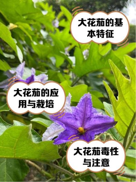 胡茄花是什么_胡茄花功效与作用-第1张图片-山城妙识 胡茄花是什么_胡茄花功效与作用-第1张图片-山城妙识