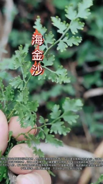 海金沙的功效与作用_海金沙能治结石吗-第3张图片-山城妙识