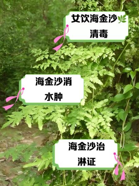 海金沙的功效与作用_海金沙能治结石吗-第1张图片-山城妙识