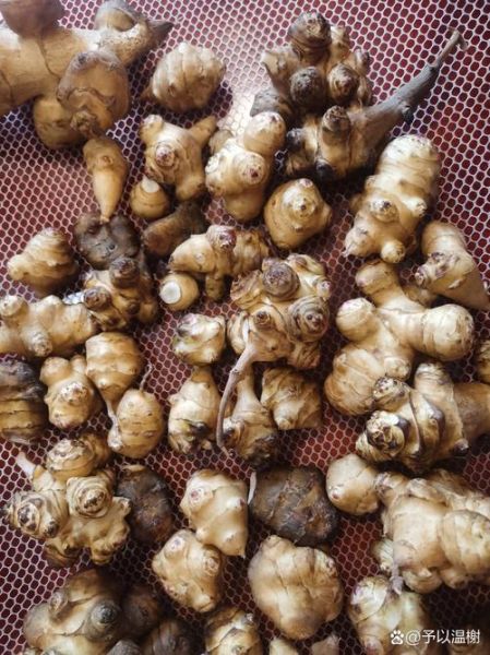 洋芋头能降血糖吗_洋芋头怎么吃最健康-第3张图片-山城妙识 洋芋头能降血糖吗_洋芋头怎么吃最健康-第3张图片-山城妙识