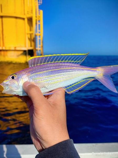 红杉鱼是海鱼还是淡水鱼_如何区分-第3张图片-山城妙识