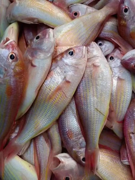 红杉鱼是海鱼还是淡水鱼_如何区分-第2张图片-山城妙识