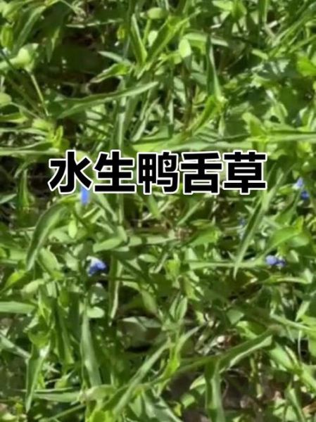 鸭舌草的功效与作用_鸭舌草的禁忌有哪些-第2张图片-山城妙识 鸭舌草的功效与作用_鸭舌草的禁忌有哪些-第2张图片-山城妙识