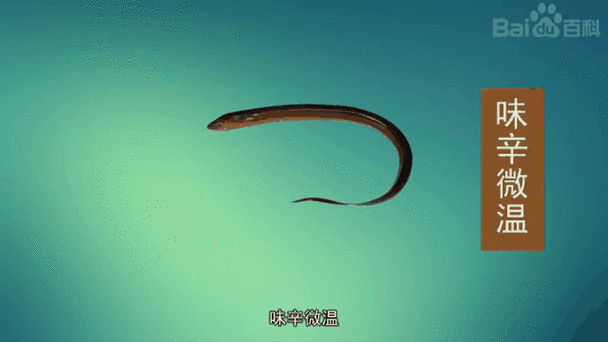 蛇鱼图片大全大图_蛇鱼高清图鉴哪里找-第1张图片-山城妙识