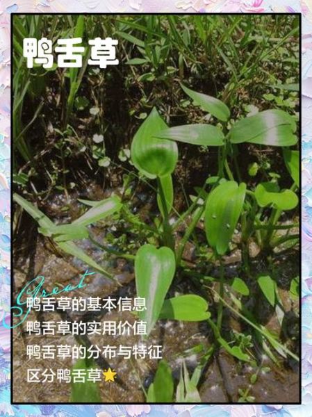 鸭舌草的功效与作用_鸭舌草的禁忌有哪些-第1张图片-山城妙识 鸭舌草的功效与作用_鸭舌草的禁忌有哪些-第1张图片-山城妙识