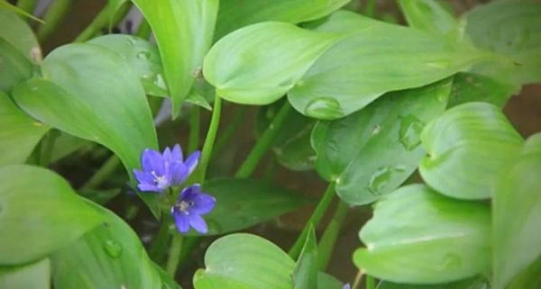 鸭舌草的功效与作用_鸭舌草的禁忌有哪些-第3张图片-山城妙识 鸭舌草的功效与作用_鸭舌草的禁忌有哪些-第3张图片-山城妙识