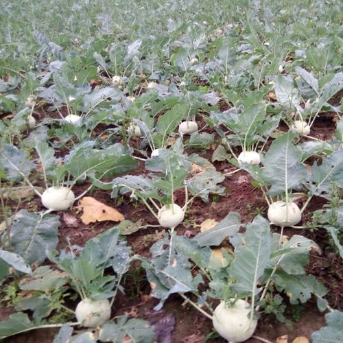 苤蓝怎么腌制好吃_苤蓝腌制方法大全-第2张图片-山城妙识