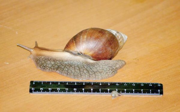 非洲大蜗牛能吃吗_非洲大蜗牛怎么吃才安全-第2张图片-山城妙识