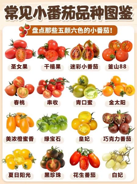 西红柿和番茄的区别图_哪个是学名-第1张图片-山城妙识