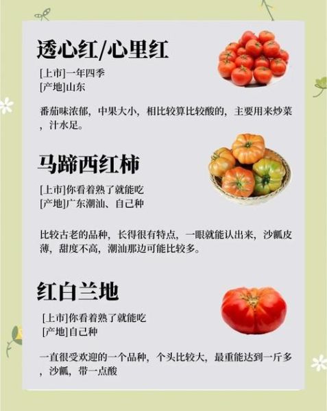 西红柿和番茄的区别图_哪个是学名-第3张图片-山城妙识