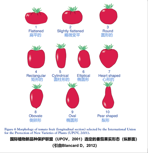 西红柿和番茄的区别图_哪个是学名-第2张图片-山城妙识