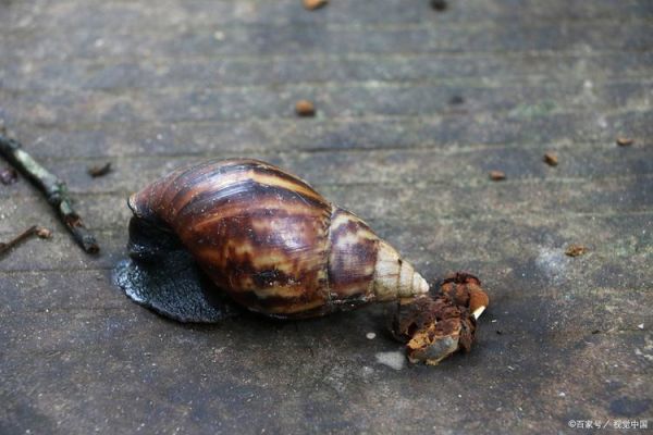 非洲大蜗牛能吃吗_非洲大蜗牛怎么吃才安全-第1张图片-山城妙识