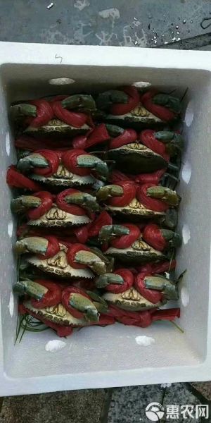 青蟹价格多少钱一斤_2024最新行情-第2张图片-山城妙识