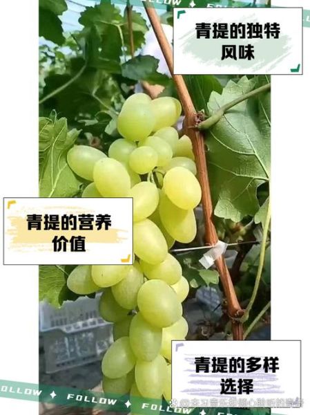 青葡萄的功效与作用_青葡萄怎么吃最营养-第2张图片-山城妙识