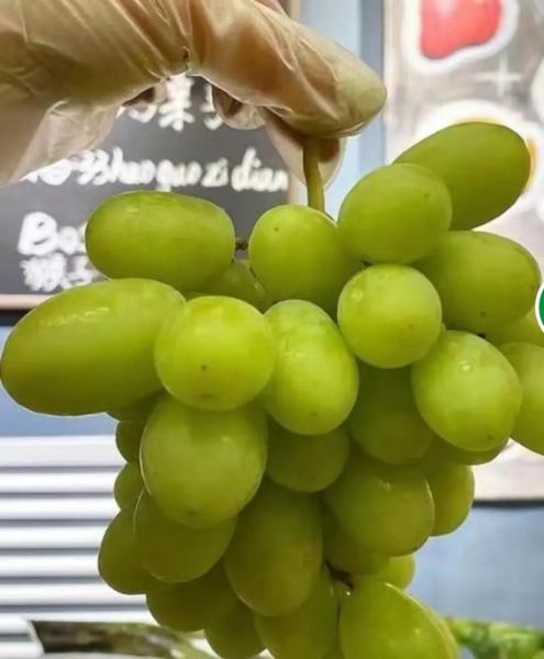 青葡萄的功效与作用_青葡萄怎么吃最营养-第3张图片-山城妙识