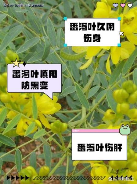 番泻叶的副作用有哪些_番泻叶怎么喝最减肥-第2张图片-山城妙识