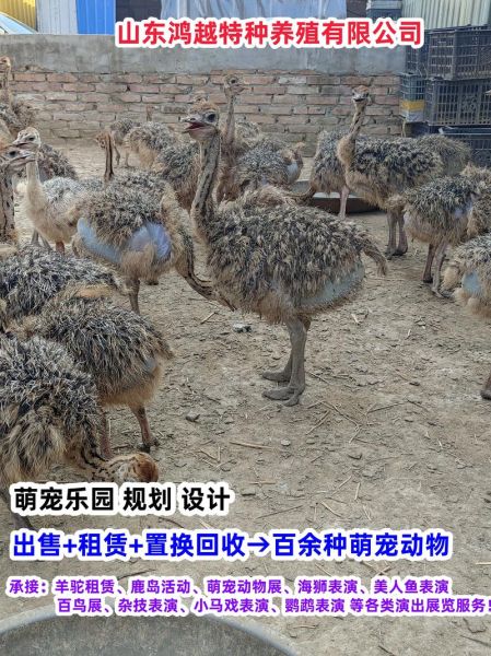 鸵鸟回收多少钱一斤_鸵鸟肉收购价格行情-第3张图片-山城妙识