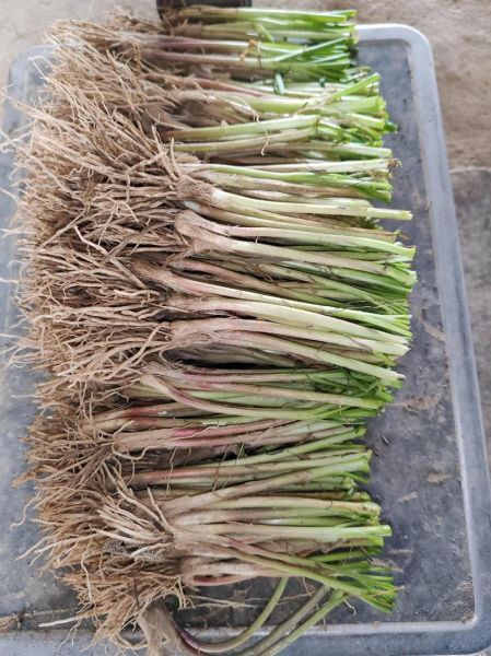 韭黄怎么种_韭黄种植时间和方法-第2张图片-山城妙识