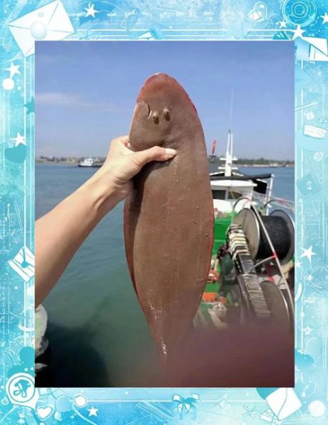 活的龙利鱼长什么样_龙利鱼图片活的怎么分辨真假-第3张图片-山城妙识 活的龙利鱼长什么样_龙利鱼图片活的怎么分辨真假-第3张图片-山城妙识