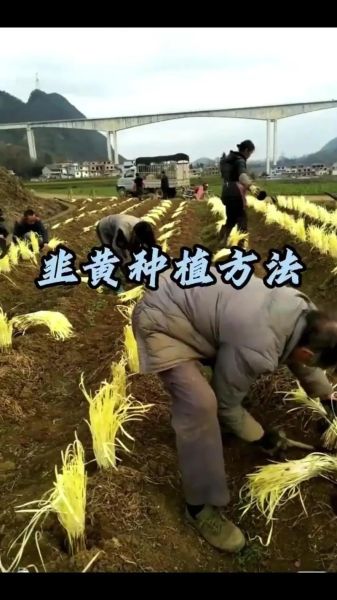 韭黄怎么种_韭黄种植时间和方法-第1张图片-山城妙识