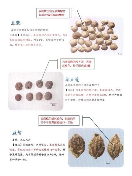 肉豆蔻长什么样_肉豆蔻和豆蔻的区别-第3张图片-山城妙识
