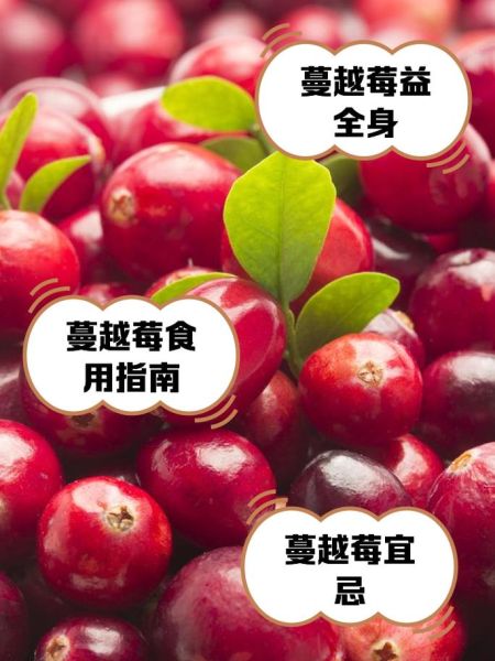 蔓越莓是什么水果_蔓越莓的功效与作用-第2张图片-山城妙识