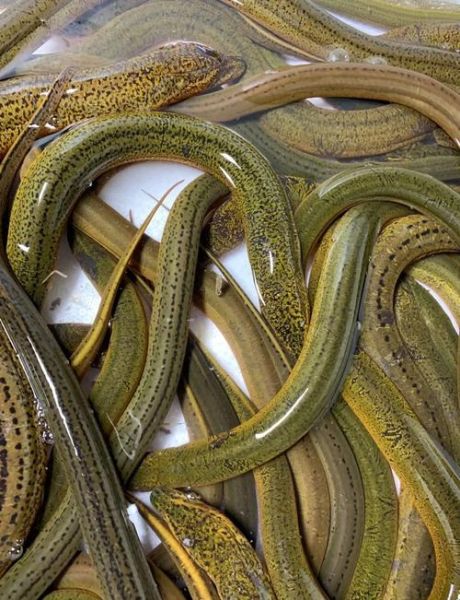 鳝鱼是鱼吗_鳝鱼属于鱼类吗-第1张图片-山城妙识