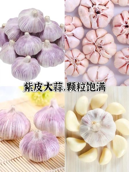 金乡大蒜价格走势_金乡大蒜怎么保存-第2张图片-山城妙识 金乡大蒜价格走势_金乡大蒜怎么保存-第2张图片-山城妙识