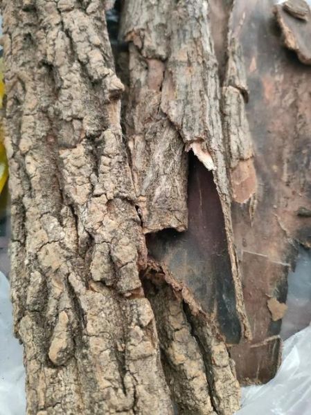 盐杜仲的功效与作用_盐杜仲怎么吃效果最好-第3张图片-山城妙识 盐杜仲的功效与作用_盐杜仲怎么吃效果最好-第3张图片-山城妙识