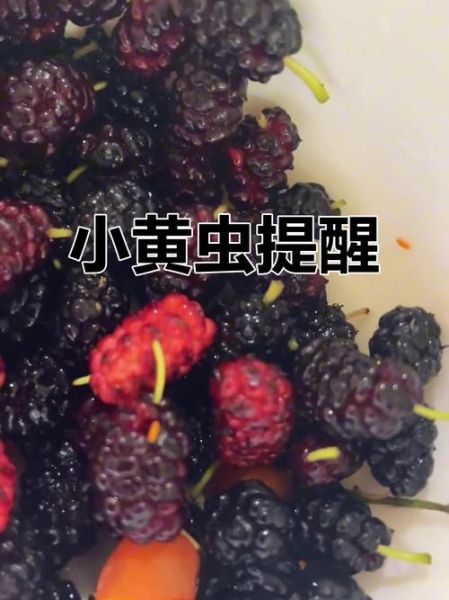 桑葚盐水一泡全是虫子_怎么办-第1张图片-山城妙识 桑葚盐水一泡全是虫子_怎么办-第1张图片-山城妙识