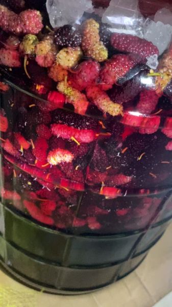 桑葚盐水一泡全是虫子_怎么办-第2张图片-山城妙识 桑葚盐水一泡全是虫子_怎么办-第2张图片-山城妙识