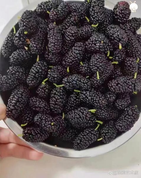 桑葚盐水一泡全是虫子_怎么办-第3张图片-山城妙识 桑葚盐水一泡全是虫子_怎么办-第3张图片-山城妙识