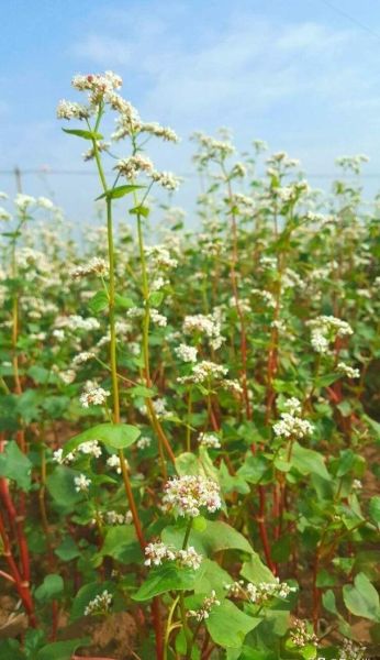 荞麦图片大全大图_荞麦植株长什么样-第1张图片-山城妙识