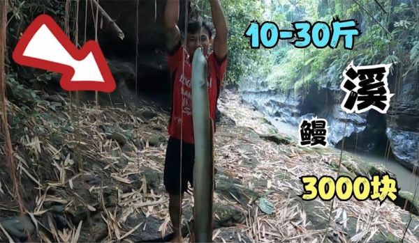 淡水鳗鱼多少钱一斤_淡水鳗鱼价格走势-第2张图片-山城妙识