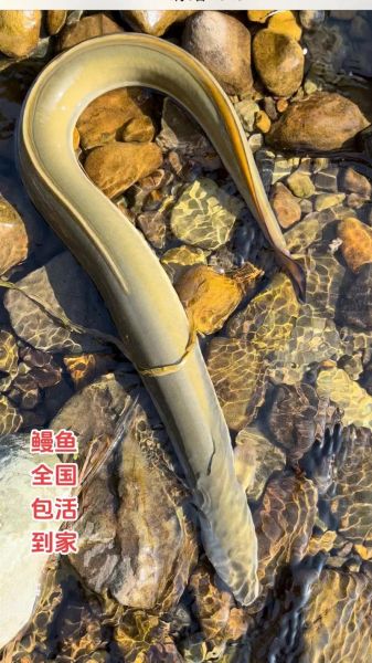 淡水鳗鱼多少钱一斤_淡水鳗鱼价格走势-第1张图片-山城妙识