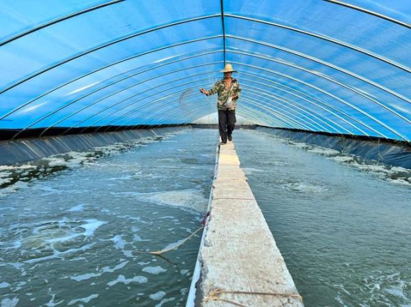 大棚养虾赚钱吗_大棚养虾技术要点-第1张图片-山城妙识 大棚养虾赚钱吗_大棚养虾技术要点-第1张图片-山城妙识