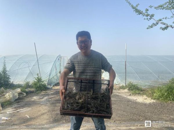 大棚养虾赚钱吗_大棚养虾技术要点-第3张图片-山城妙识 大棚养虾赚钱吗_大棚养虾技术要点-第3张图片-山城妙识