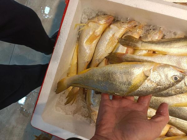 野生黄鱼多少钱一斤2019_价格走势-第2张图片-山城妙识