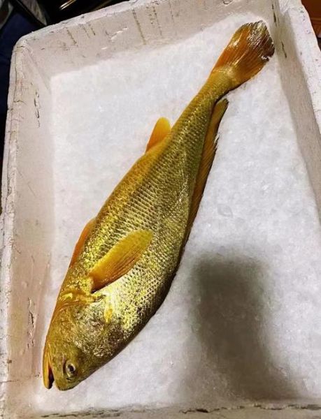 野生黄鱼多少钱一斤2019_价格走势-第3张图片-山城妙识