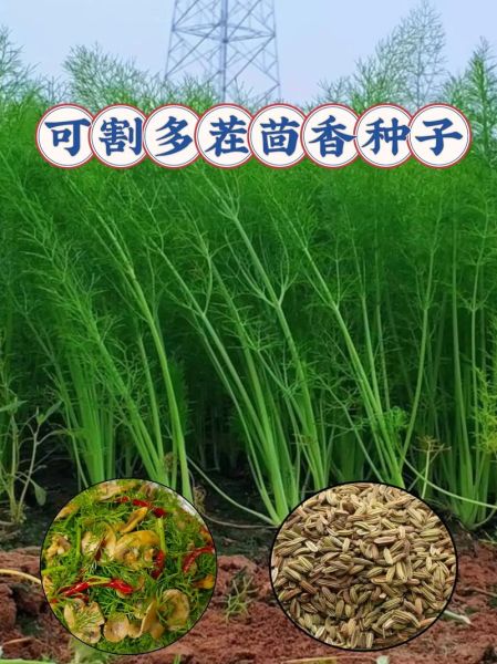 茴香苗怎么种_茴香苗几天发芽-第2张图片-山城妙识