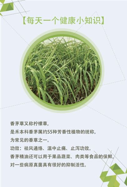 香茅是什么东西_香茅的功效与作用-第1张图片-山城妙识