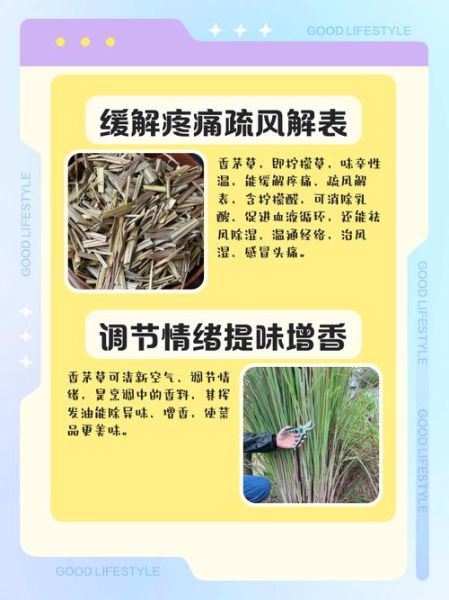 香茅是什么东西_香茅的功效与作用-第3张图片-山城妙识