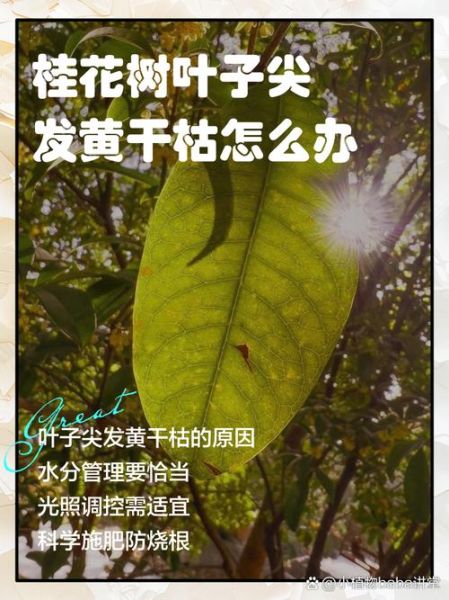 桂花干叶尖是怎么回事_桂花叶子干枯怎么办-第1张图片-山城妙识