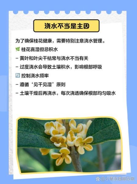 桂花干叶尖是怎么回事_桂花叶子干枯怎么办-第2张图片-山城妙识