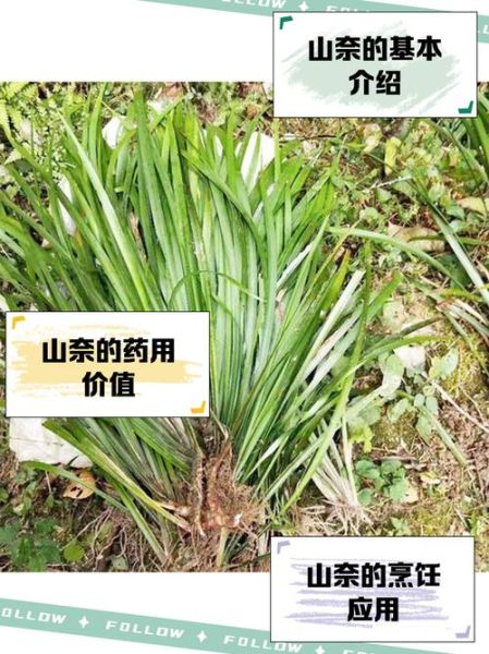 山奈在卤水中起什么作用_山奈与生姜区别-第1张图片-山城妙识 山奈在卤水中起什么作用_山奈与生姜区别-第1张图片-山城妙识