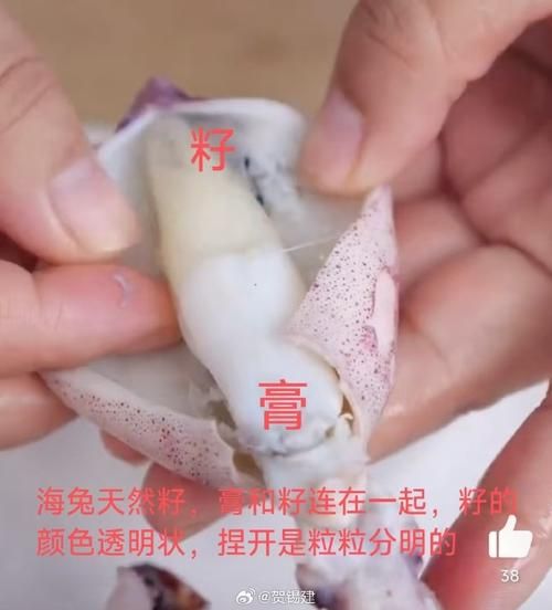 满籽海兔子怎么清洗_满籽海兔子最正宗做法-第1张图片-山城妙识 满籽海兔子怎么清洗_满籽海兔子最正宗做法-第1张图片-山城妙识