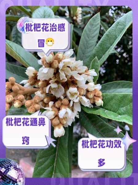 枇杷花的功效与作用_枇杷花的禁忌有哪些-第1张图片-山城妙识