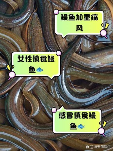 吃鳗鱼的坏处有哪些_孕妇能吃鳗鱼吗-第2张图片-山城妙识